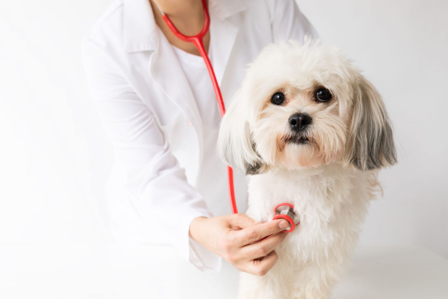 Common Pet Health Issues and How to Prevent Them: A Guide for Pet ...