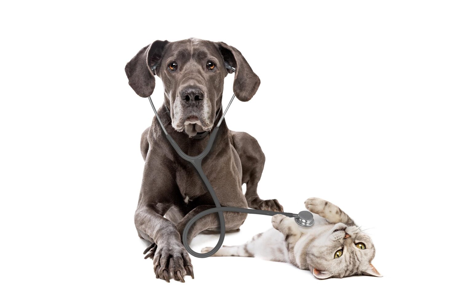 Top 3 Signs Your Pet is Sick and What to Do - Sunrise Boulevard Animal ...
