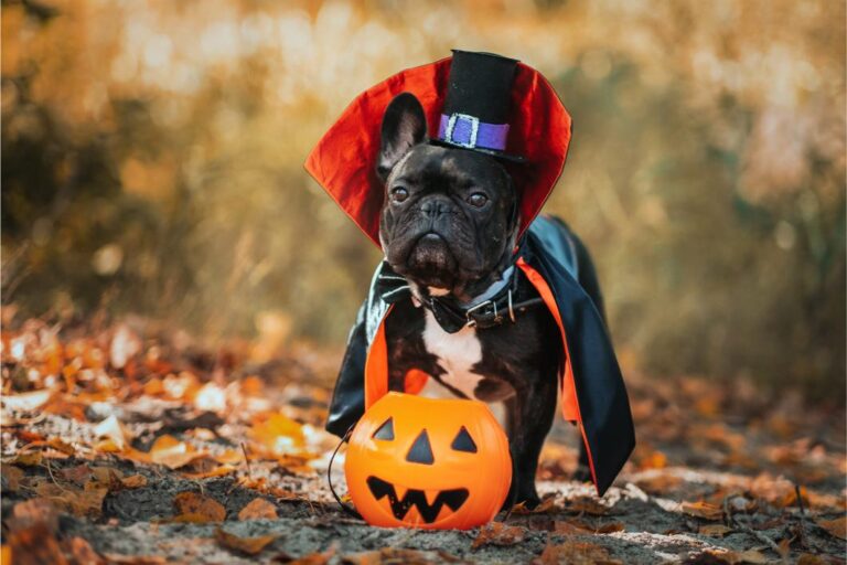 Halloween Pet Safety Tips